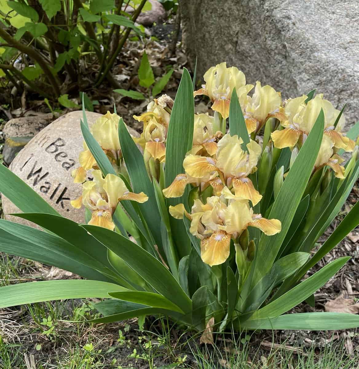 Old Irises, Like Old Letters, Connect Generations · Lynne M. Kolze